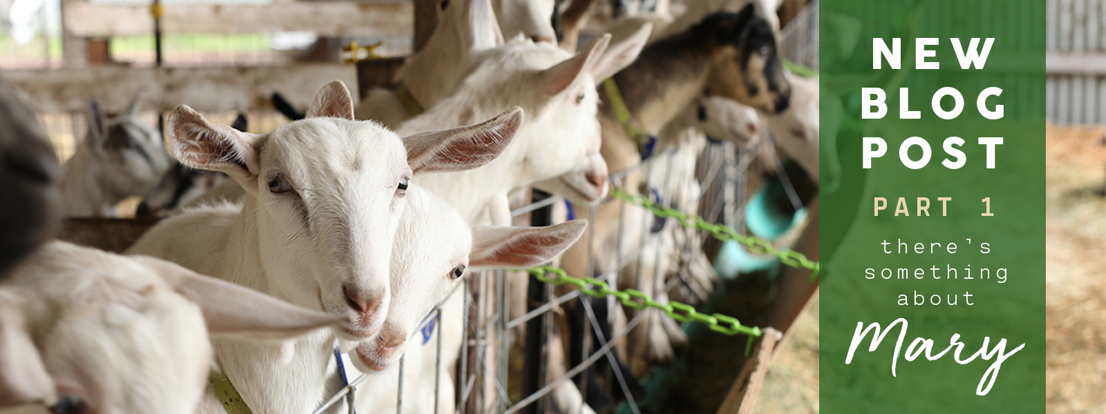 Lazy Dog Restaurant & Bar